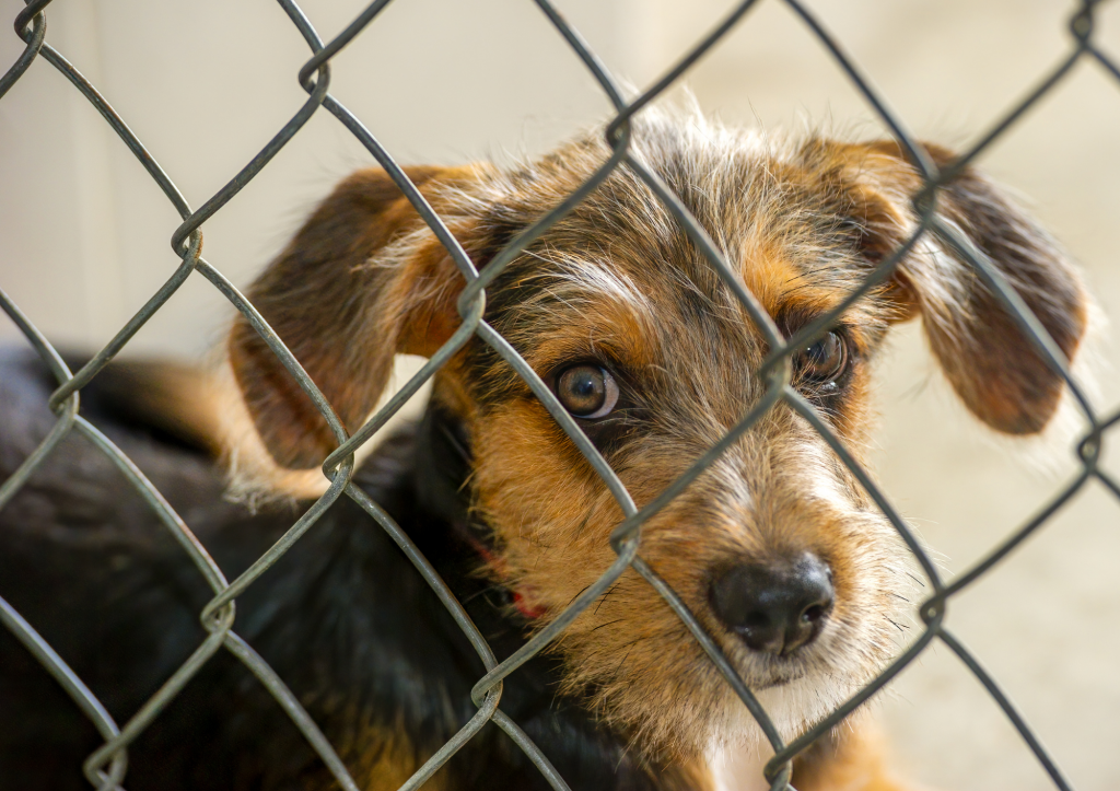 The Heart of Rescue: Spotlight on our Rescue Partners at Pups in the ...